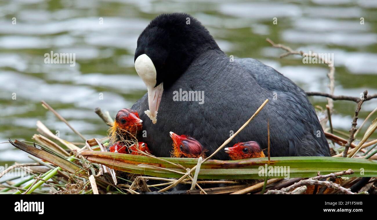 Female coot young chicks hi-res stock photography and images - Alamy