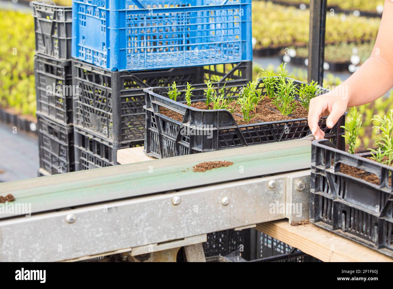 Many seedlings are waiting to be planted outdoors Stock Photo - Alamy