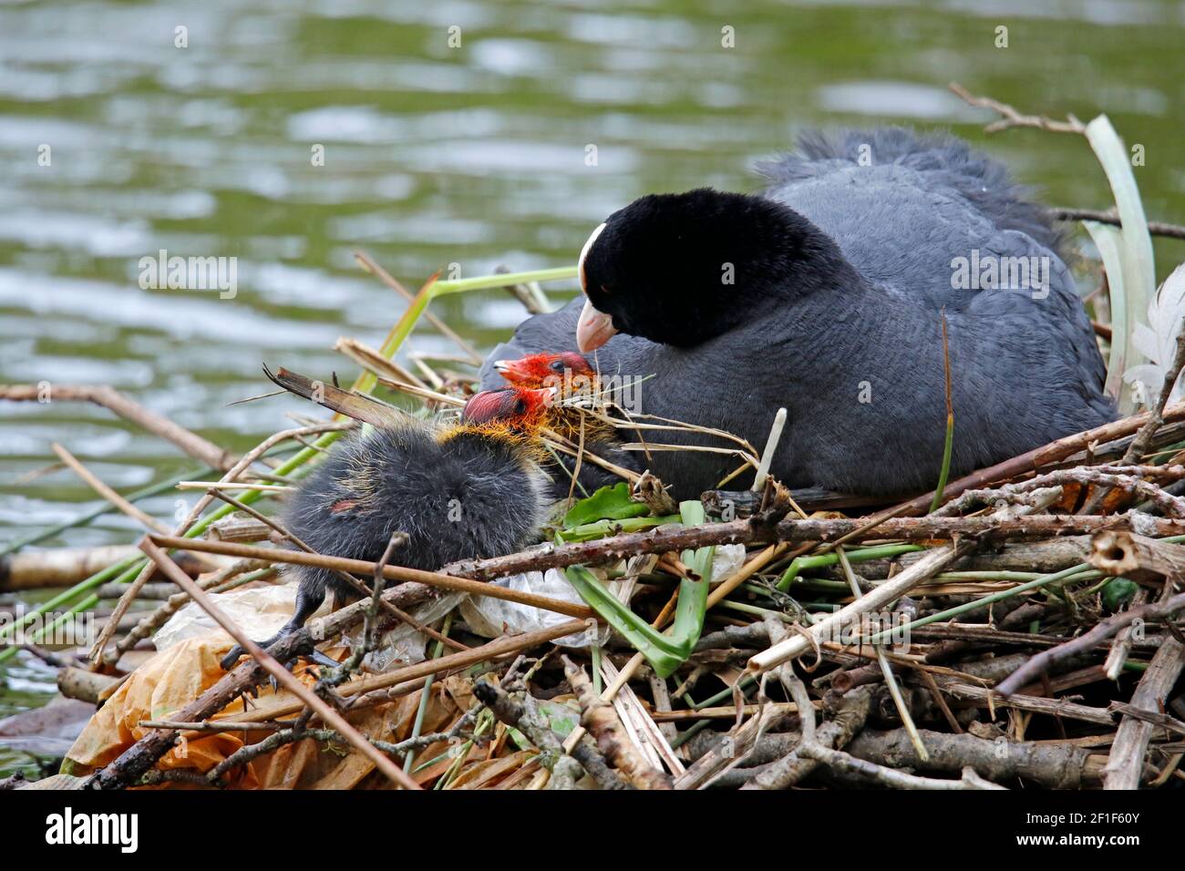 Female coot and chicks nesting on the lake Stock Photo - Alamy