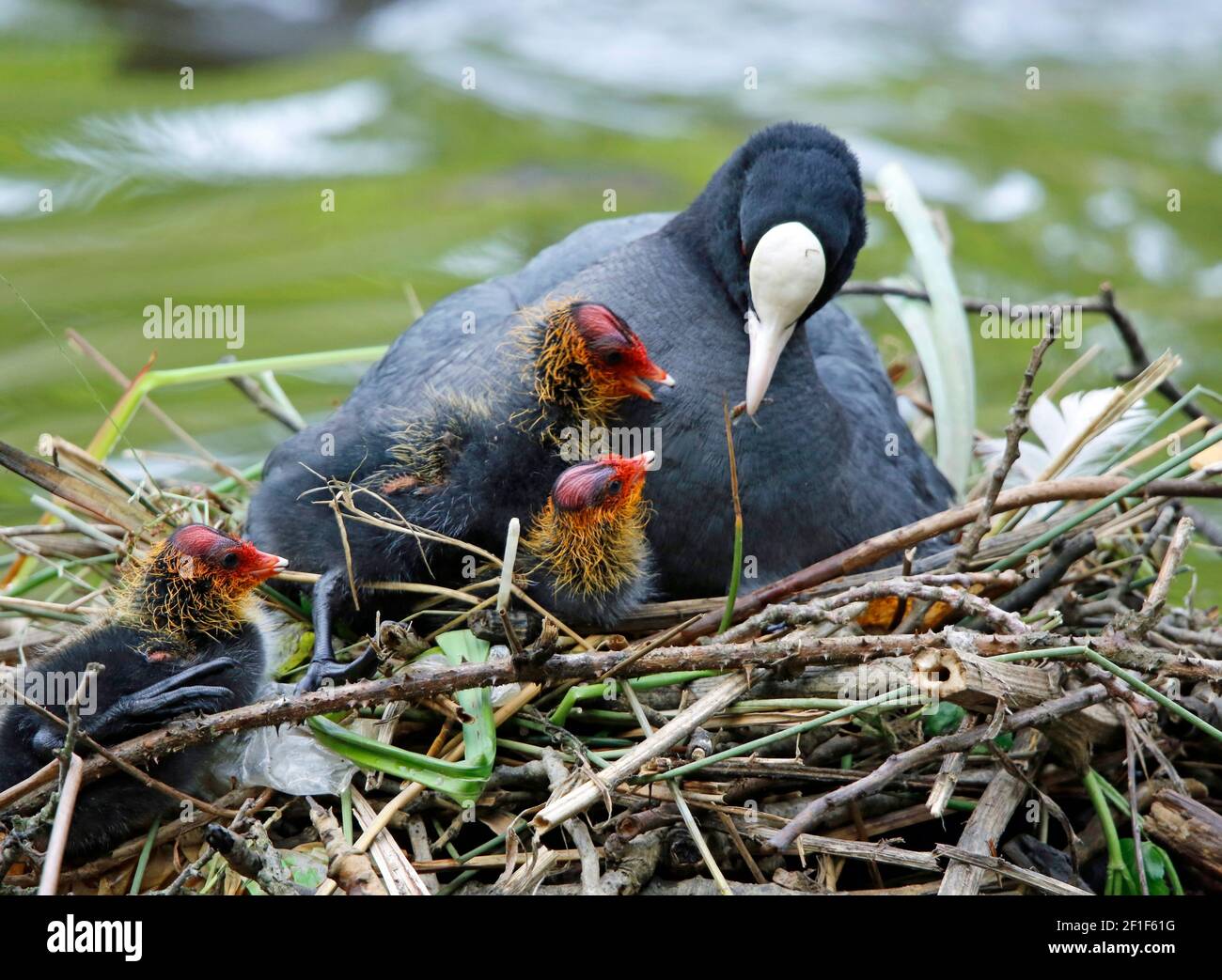 Female coot young chicks hi-res stock photography and images - Alamy
