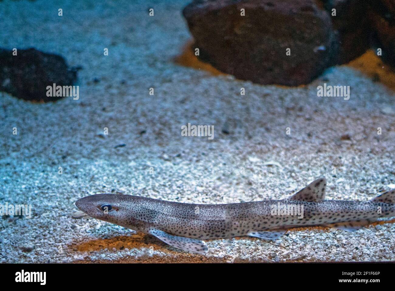Dogfish underwater hi-res stock photography and images - Alamy