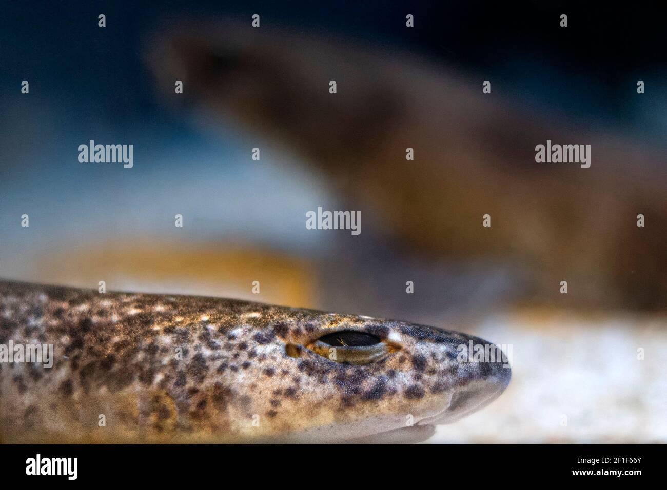 dogfish underwaterclose up portrait detail Stock Photo - Alamy