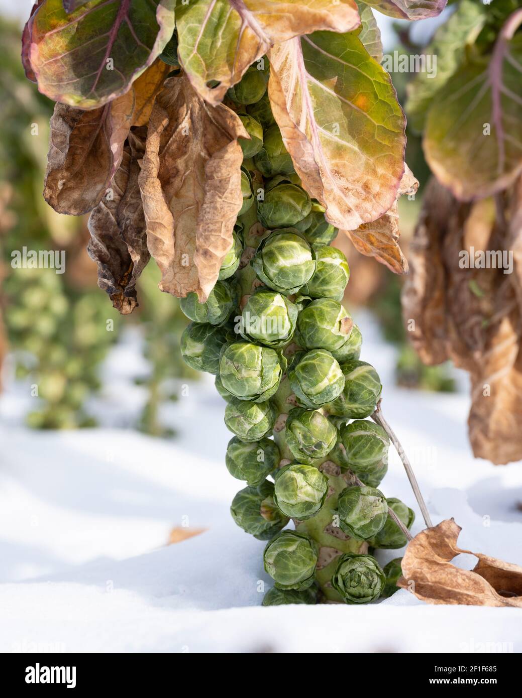 brussels sprouts in winter field with snow Stock Photo - Alamy