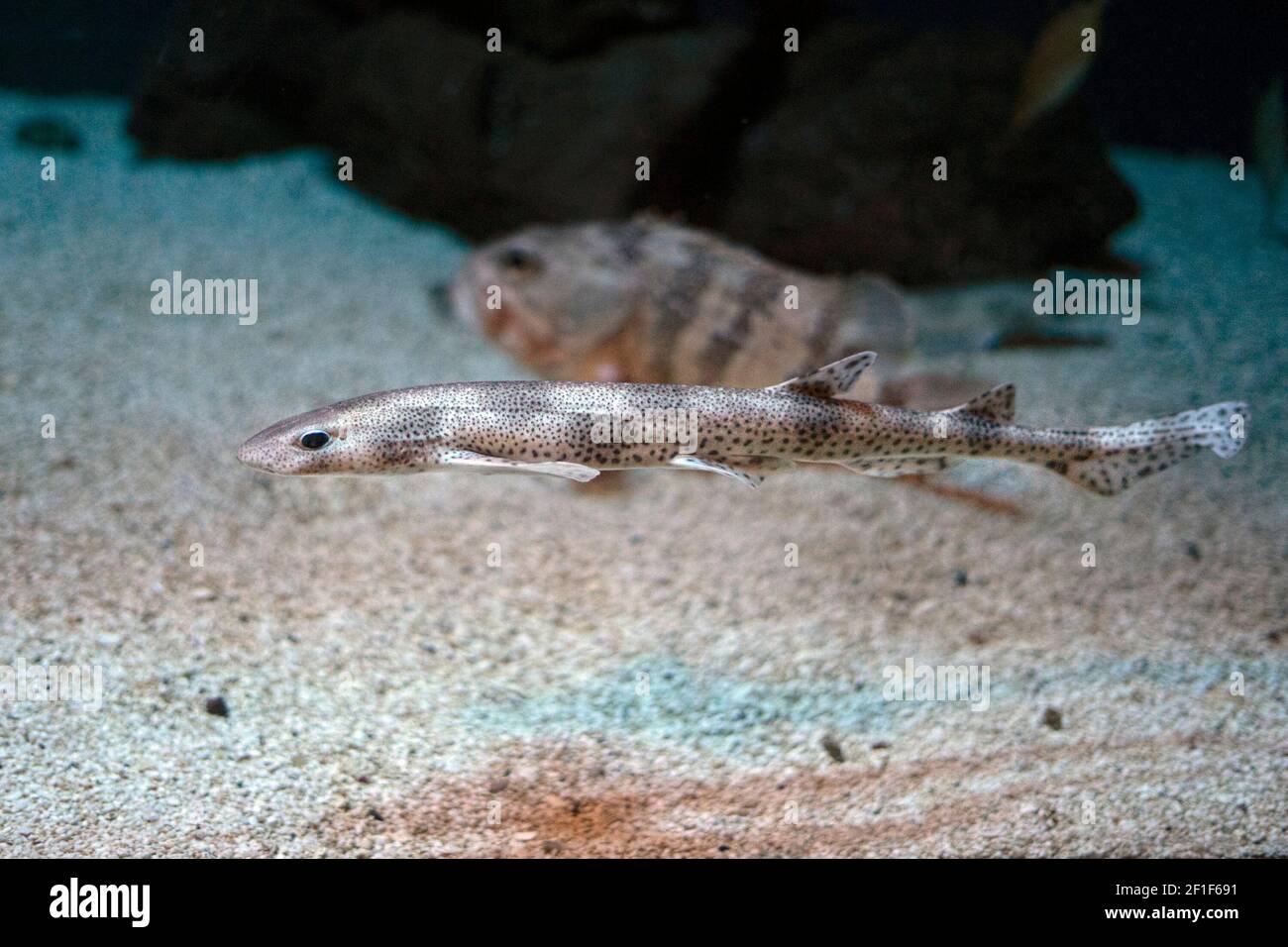 Lesser spotted dogfish scyliorhinus hi-res stock photography and images ...