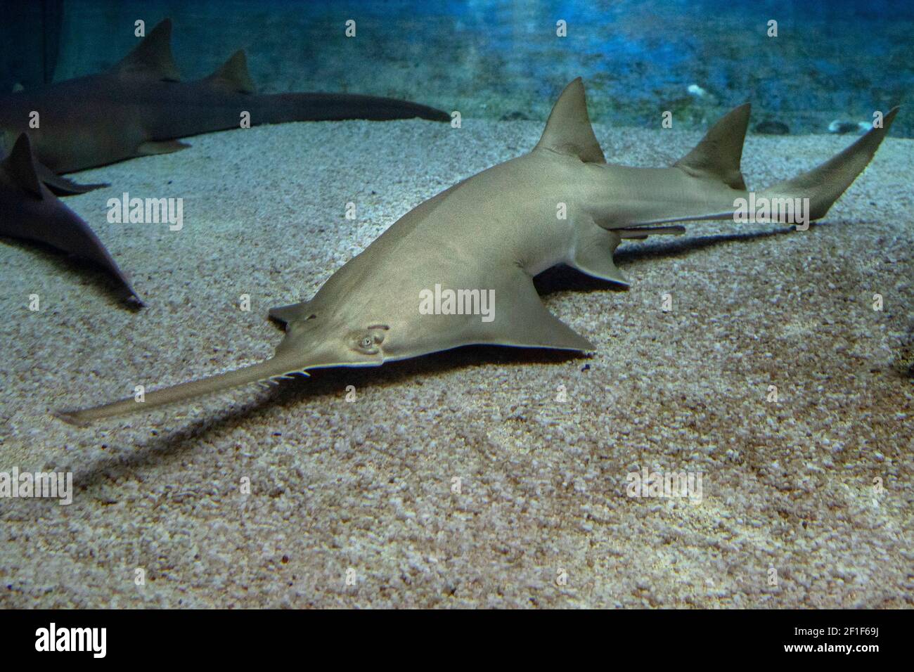 sawfish underwater close up detail of mouth and saw Stock Photo - Alamy