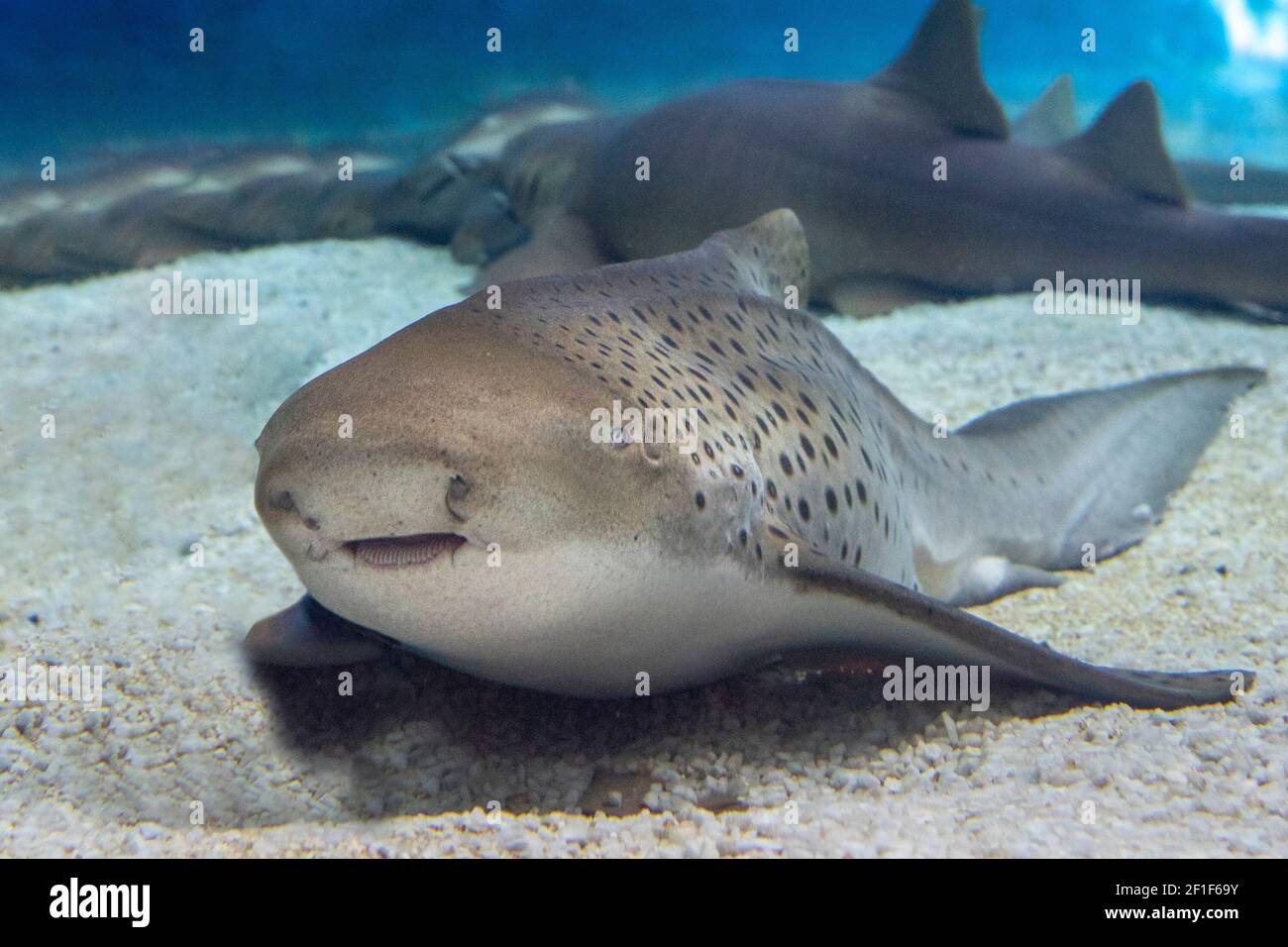Zebra shark portrait on sand background Stock Photo - Alamy