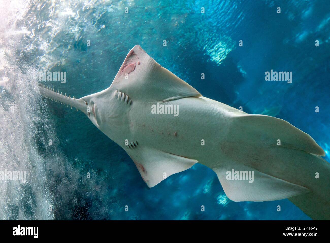 sawfish underwater close up detail of mouth and saw Stock Photo - Alamy