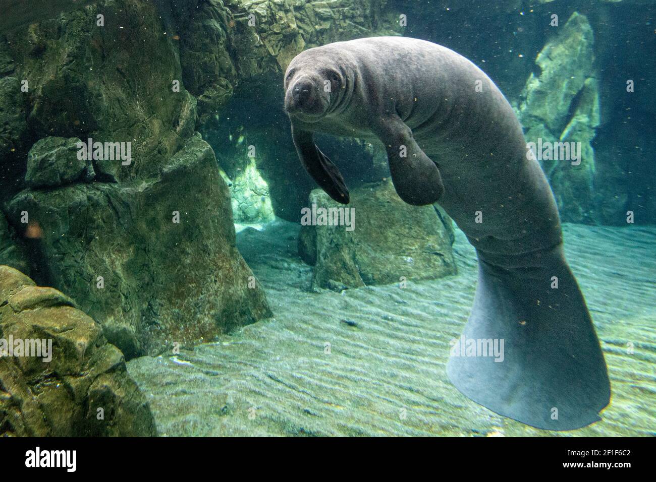 Manatee close up and florida hi-res stock photography and images - Alamy