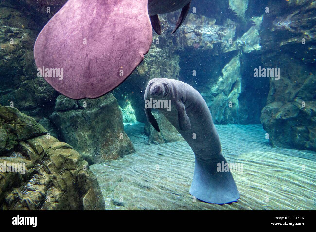 Manatee florida portrait hi-res stock photography and images - Alamy