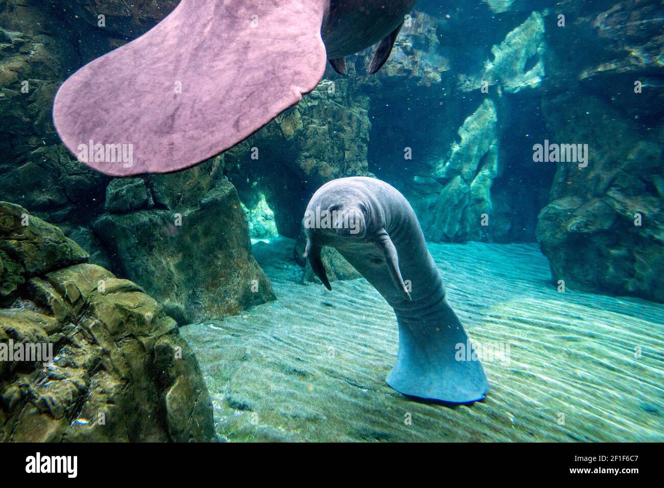 manatee close up portrait underwater Stock Photo - Alamy