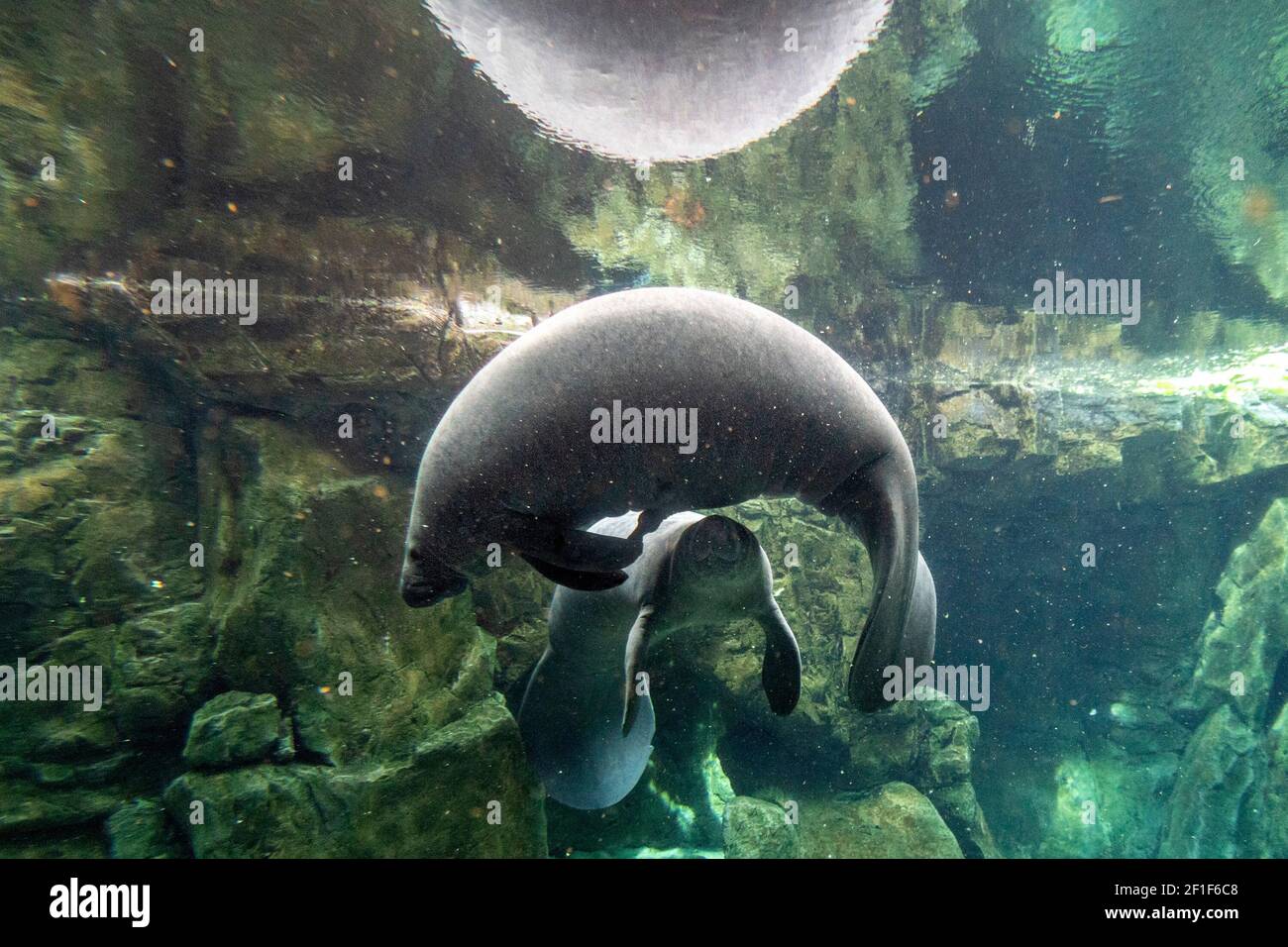 Manatees close hi-res stock photography and images - Alamy