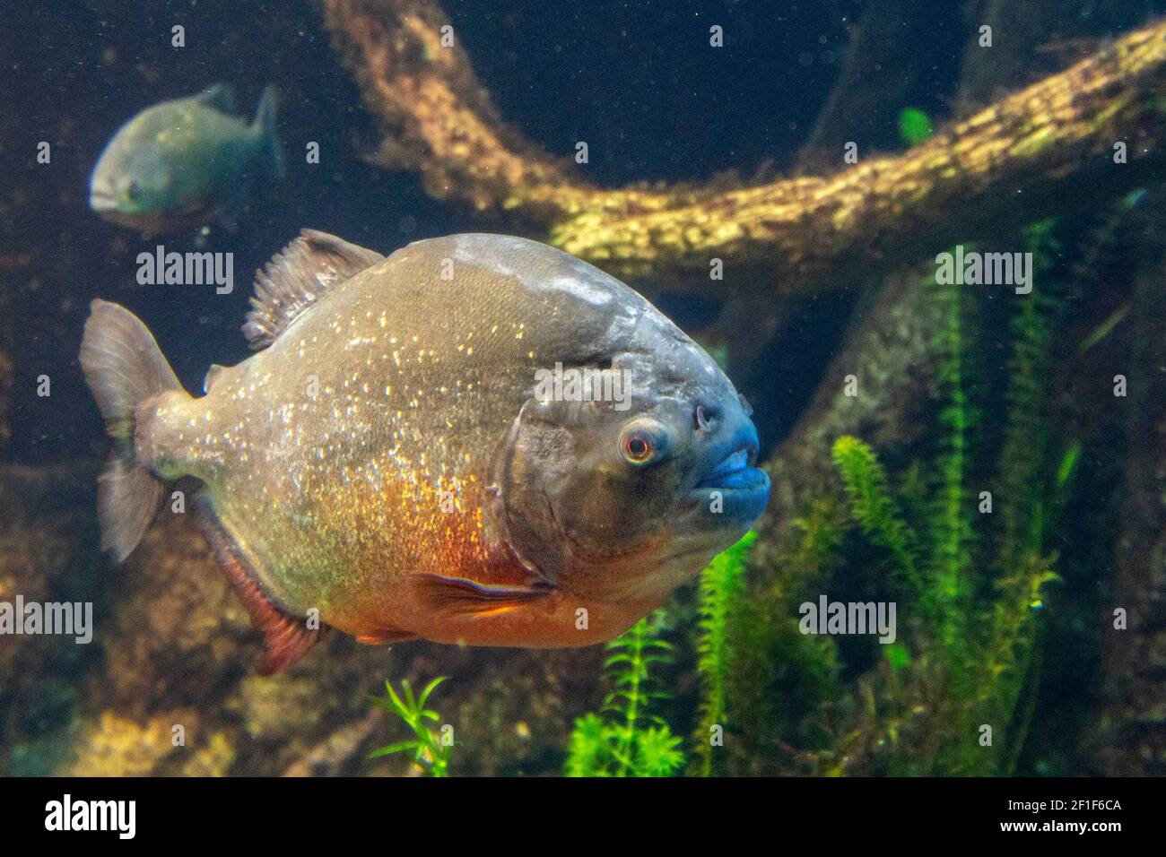 piranha fish underwater close up portrait Stock Photo - Alamy