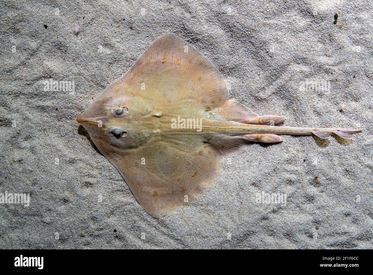 sting ray fish on sea surface and sand bottom Stock Photo - Alamy