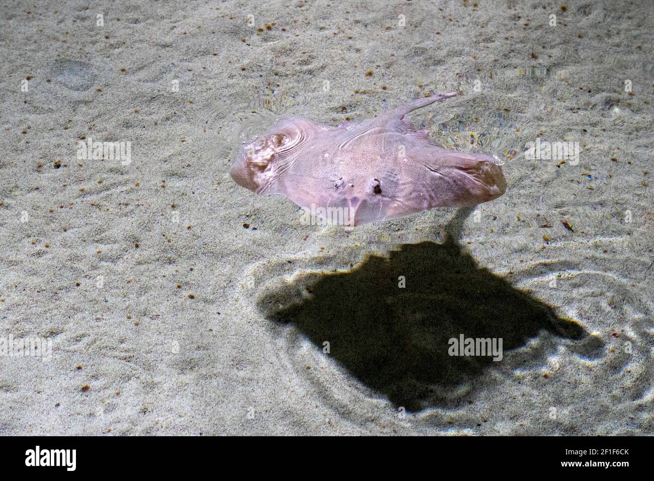 sting ray fish on sea surface and sand bottom Stock Photo - Alamy