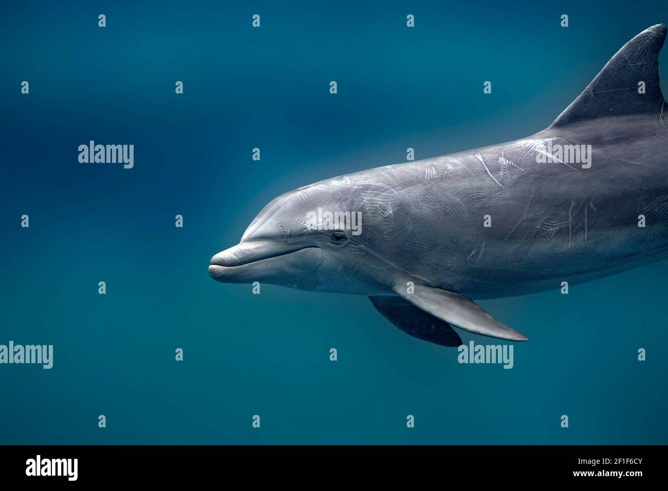Dolphin underwater close up isolated on blue background looking at you ...