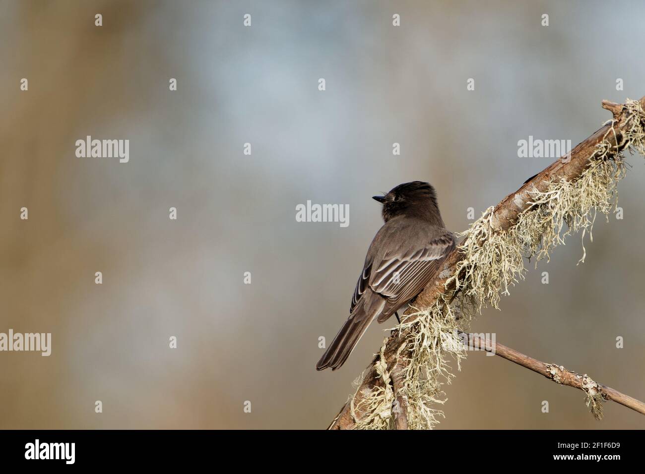 A closeup shot of a gray and black bird on the tree bran Stock Photo ...