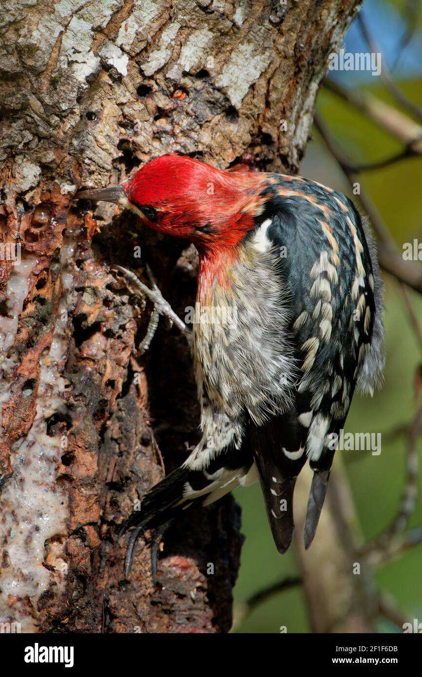A closeup shot of a red-headed woodpecker on the tree Stock Photo - Alamy