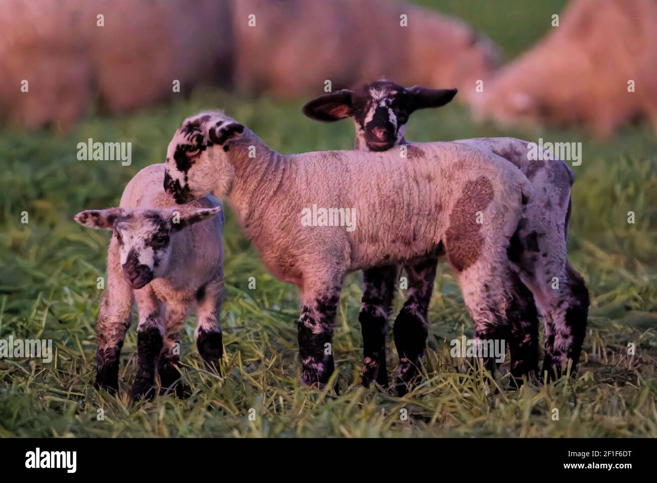 Three cute baby sheep during a pink sunset Stock Photo - Alamy