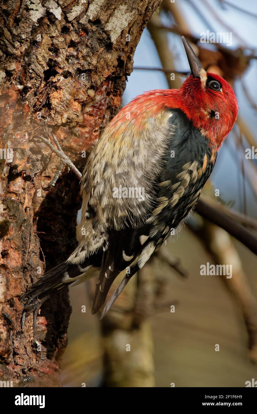 A closeup shot of a red-headed woodpecker on the tree Stock Photo - Alamy