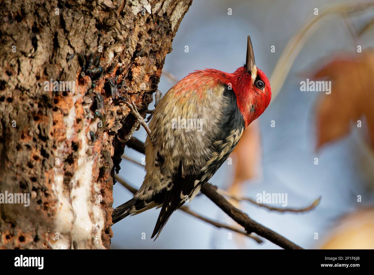 A closeup shot of a red-headed woodpecker on the tree Stock Photo - Alamy