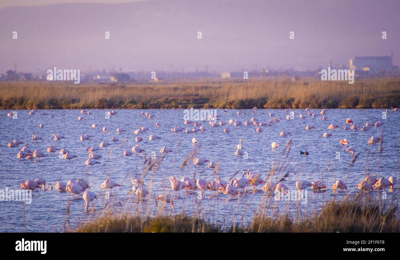Ebro delta natural park hi-res stock photography and images - Alamy