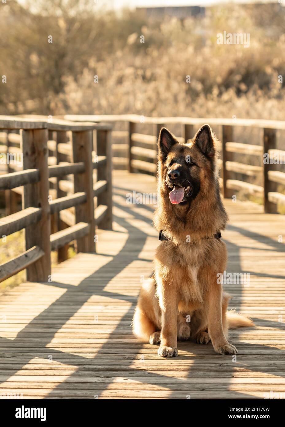 A cute, powerful German Shepherd dog sitting on a wooden bridge with an ...