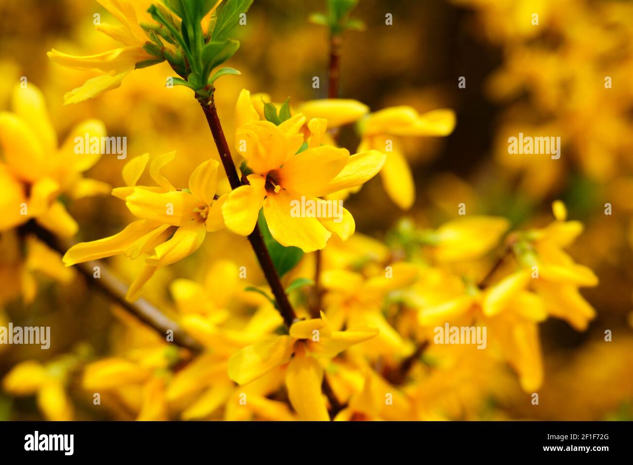 Hedge sunflower hi-res stock photography and images - Alamy