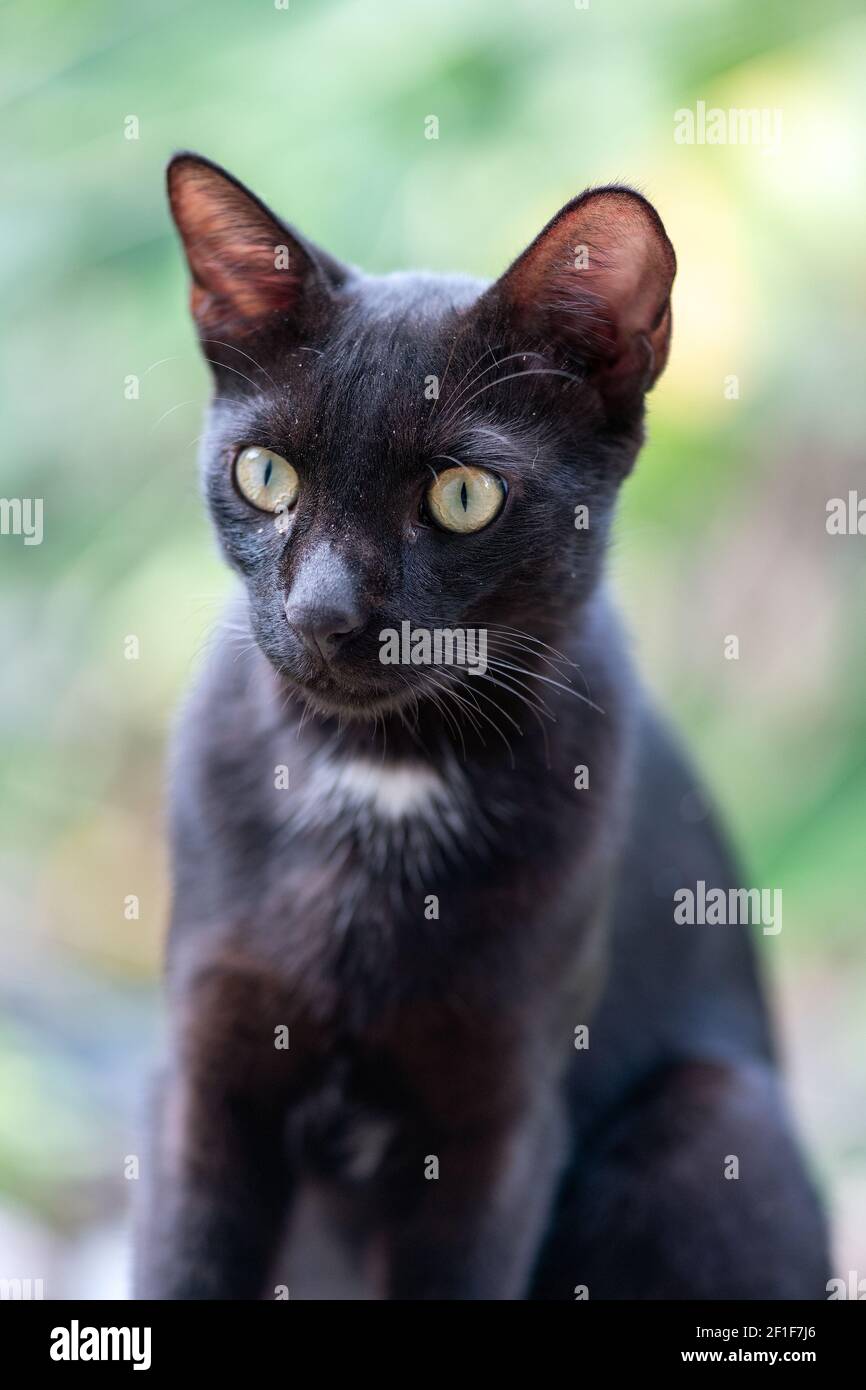 Closeup of black domestic cat with sharp eyes on a sunny day Stock ...