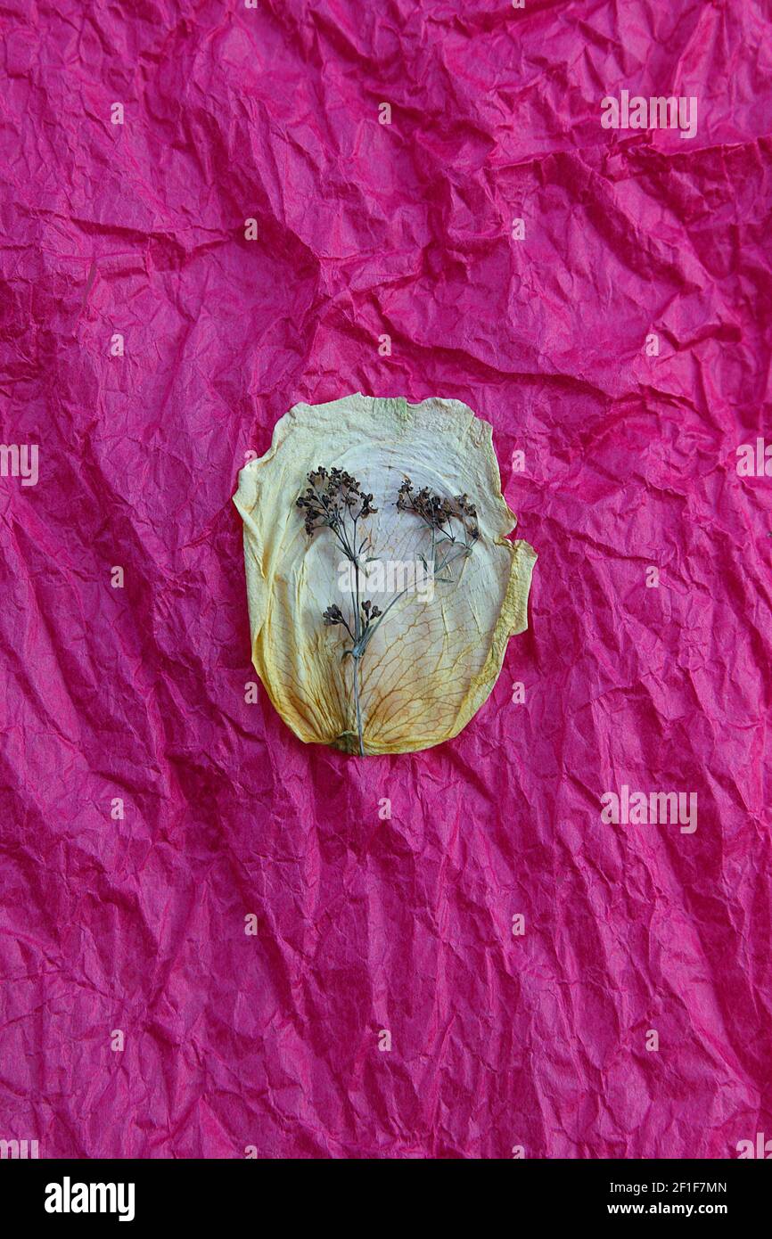 dried rose petal on crumpled paper Stock Photo - Alamy