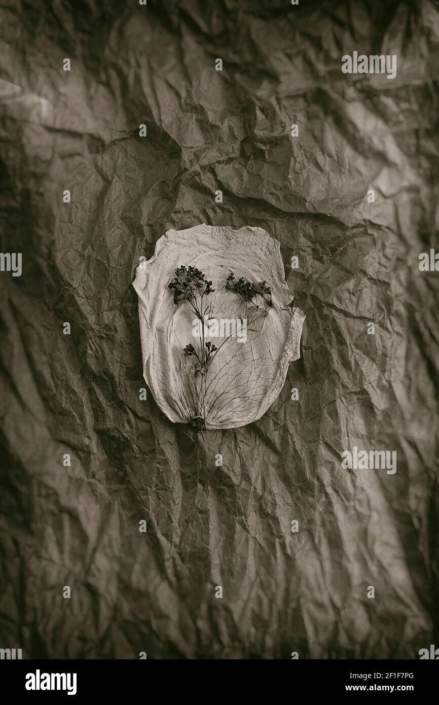 dried rose petal on crumpled paper II Stock Photo - Alamy