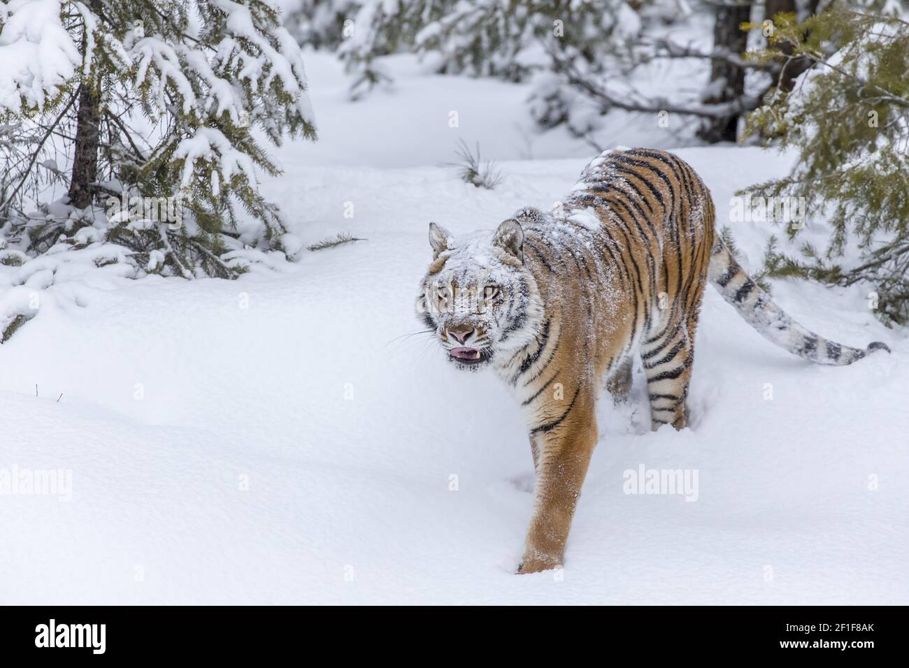 Tigre du bengale hi-res stock photography and images - Alamy