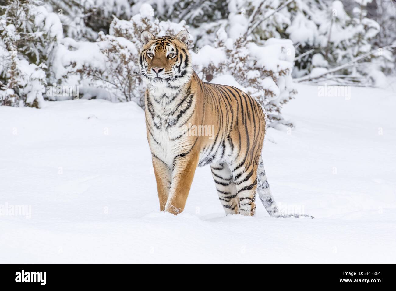 Tigre de bengala hi-res stock photography and images - Alamy
