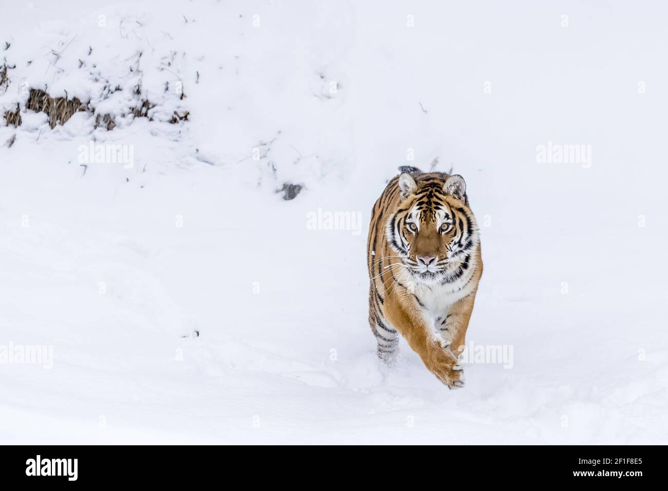 Tigre de bengala hi-res stock photography and images - Alamy