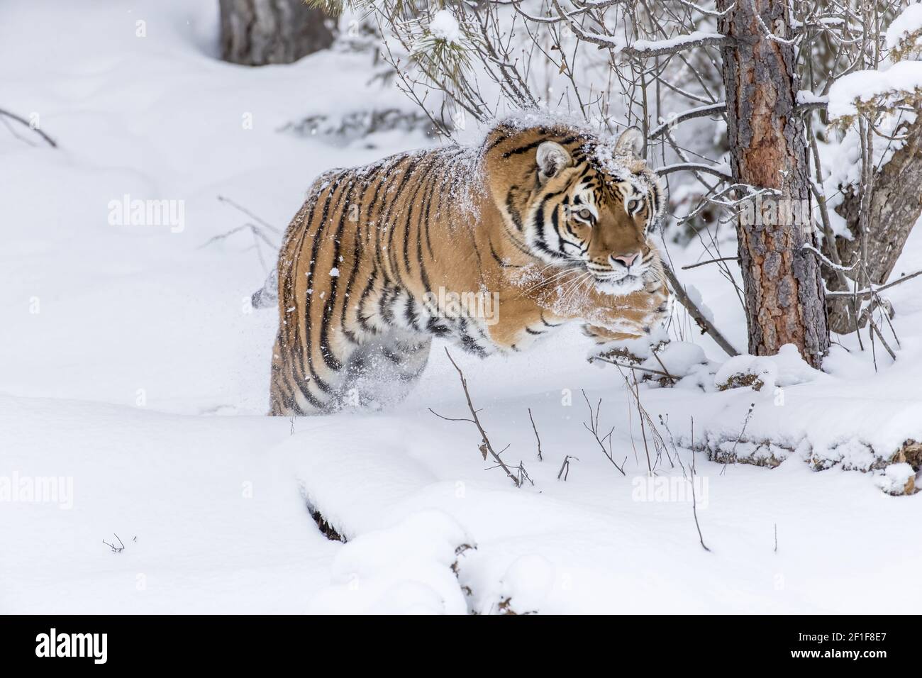 Royal bengal tiger male hi-res stock photography and images - Alamy