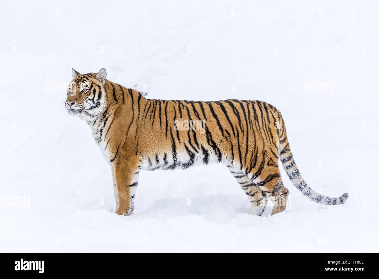 Royal bengal tiger male hi-res stock photography and images - Alamy