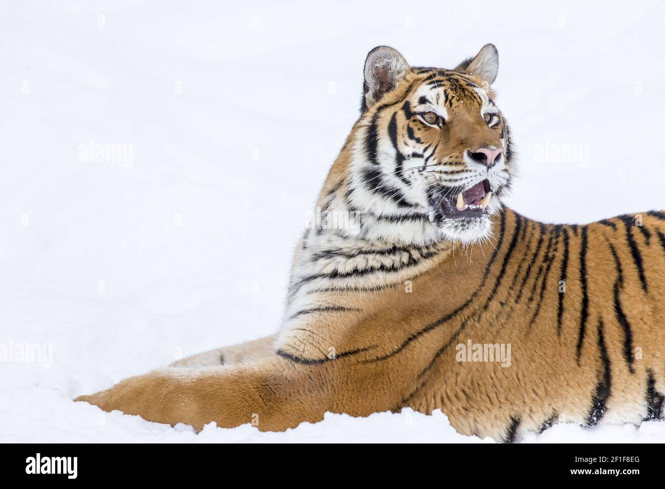Tigre de bengala hi-res stock photography and images - Alamy