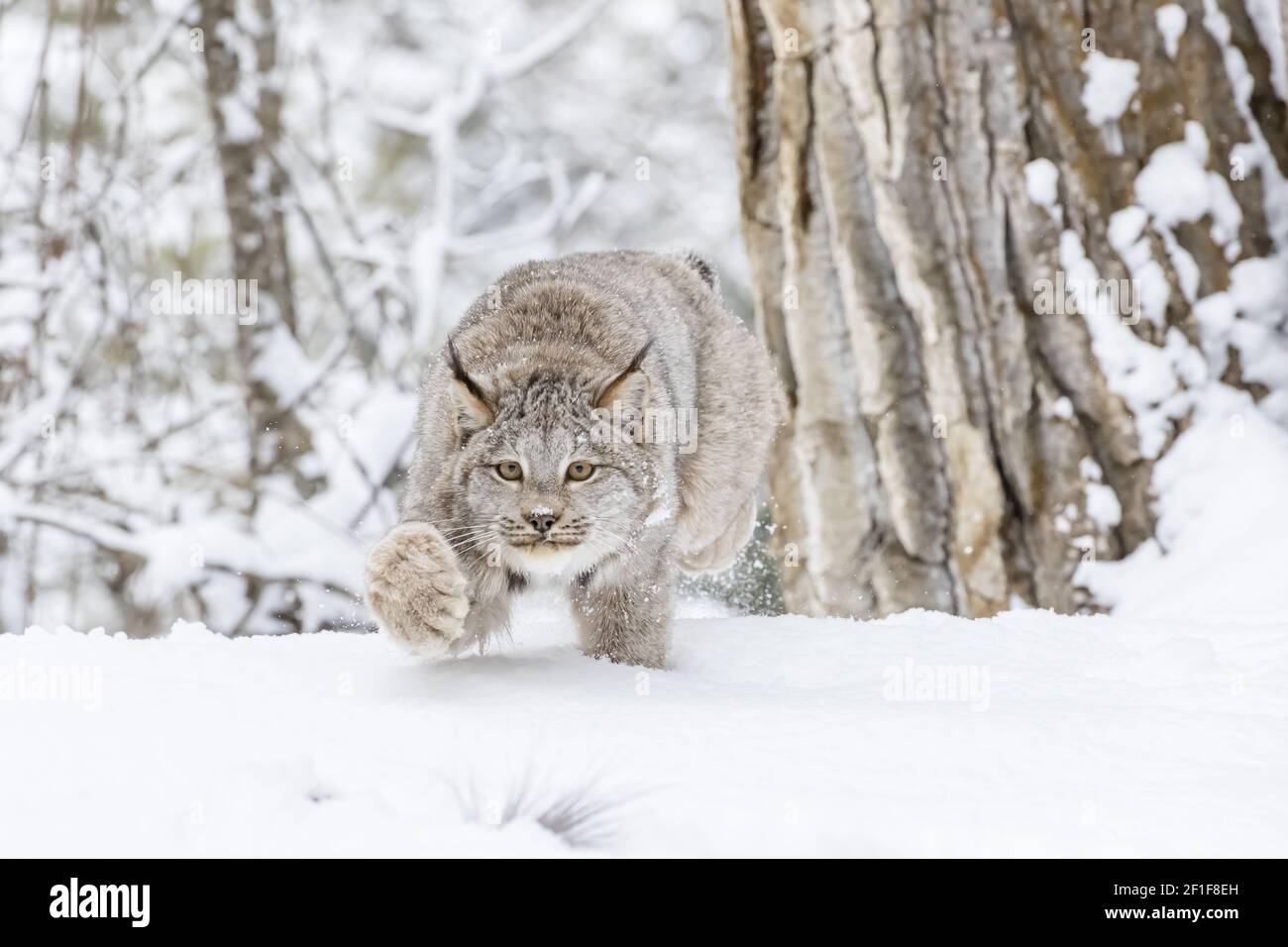 Cute Bobcats In Snow