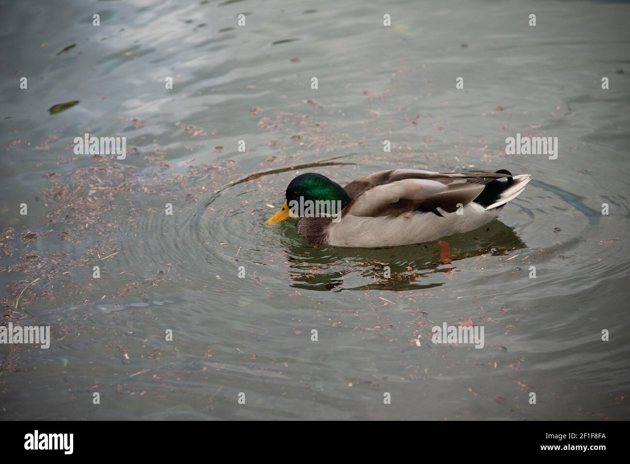 A high angle shot of a mallard duck floating in a pond Stock Photo - Alamy