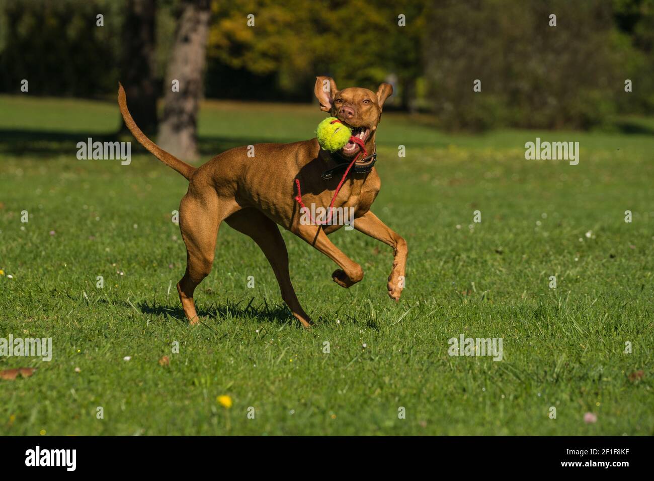6 pointer hi-res stock photography and images - Alamy