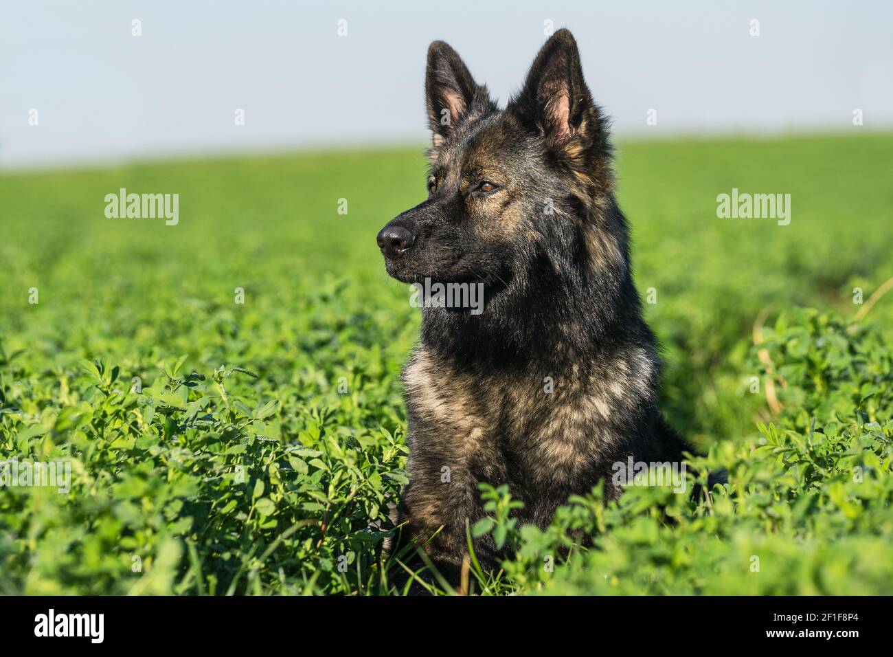 Masha hi-res stock photography and images - Alamy