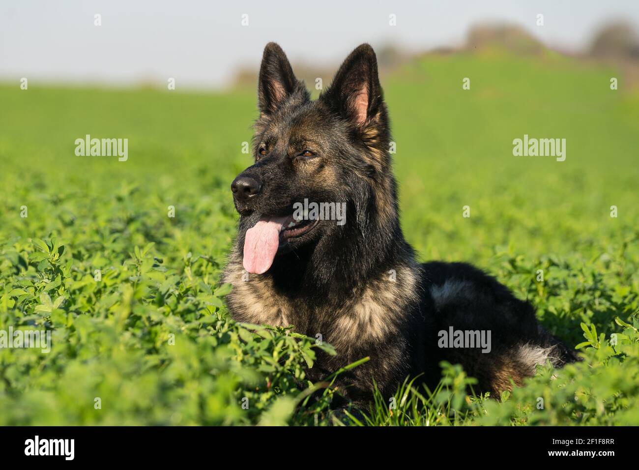 Masha hi-res stock photography and images - Alamy