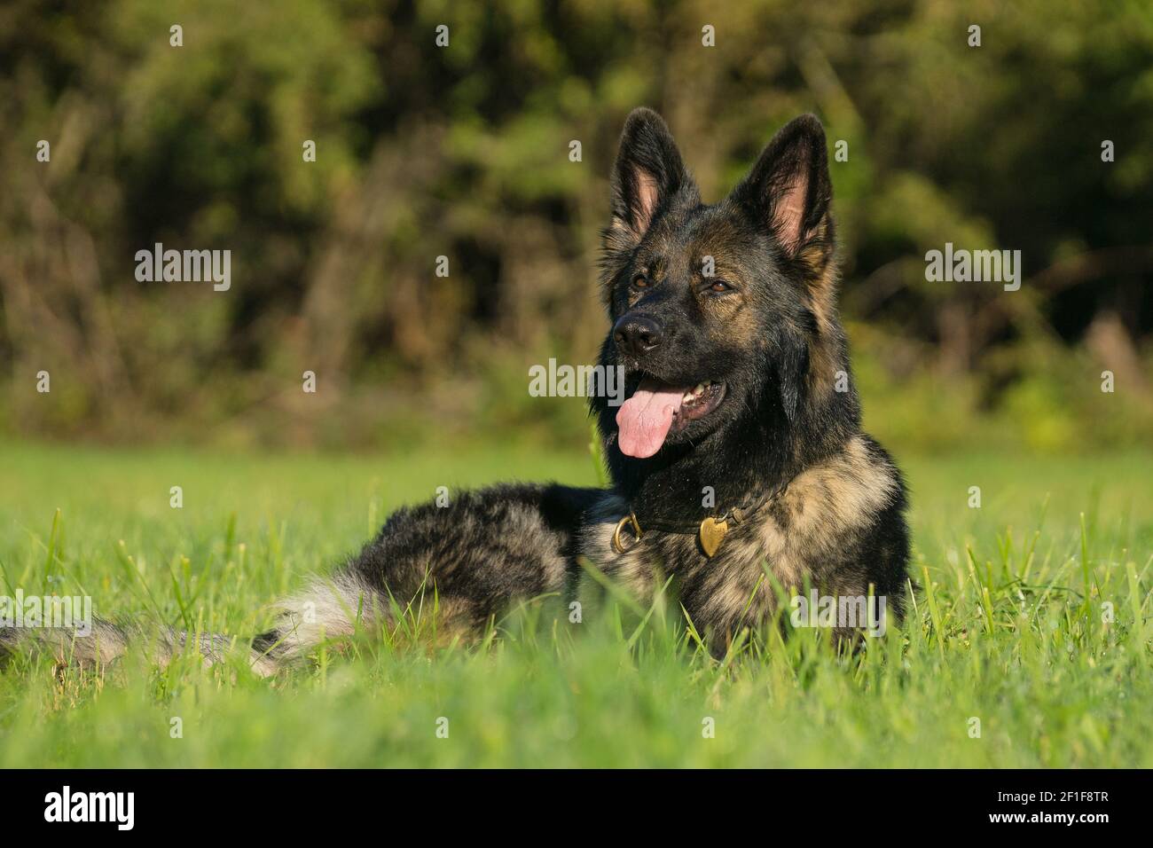 Masha hi-res stock photography and images - Alamy