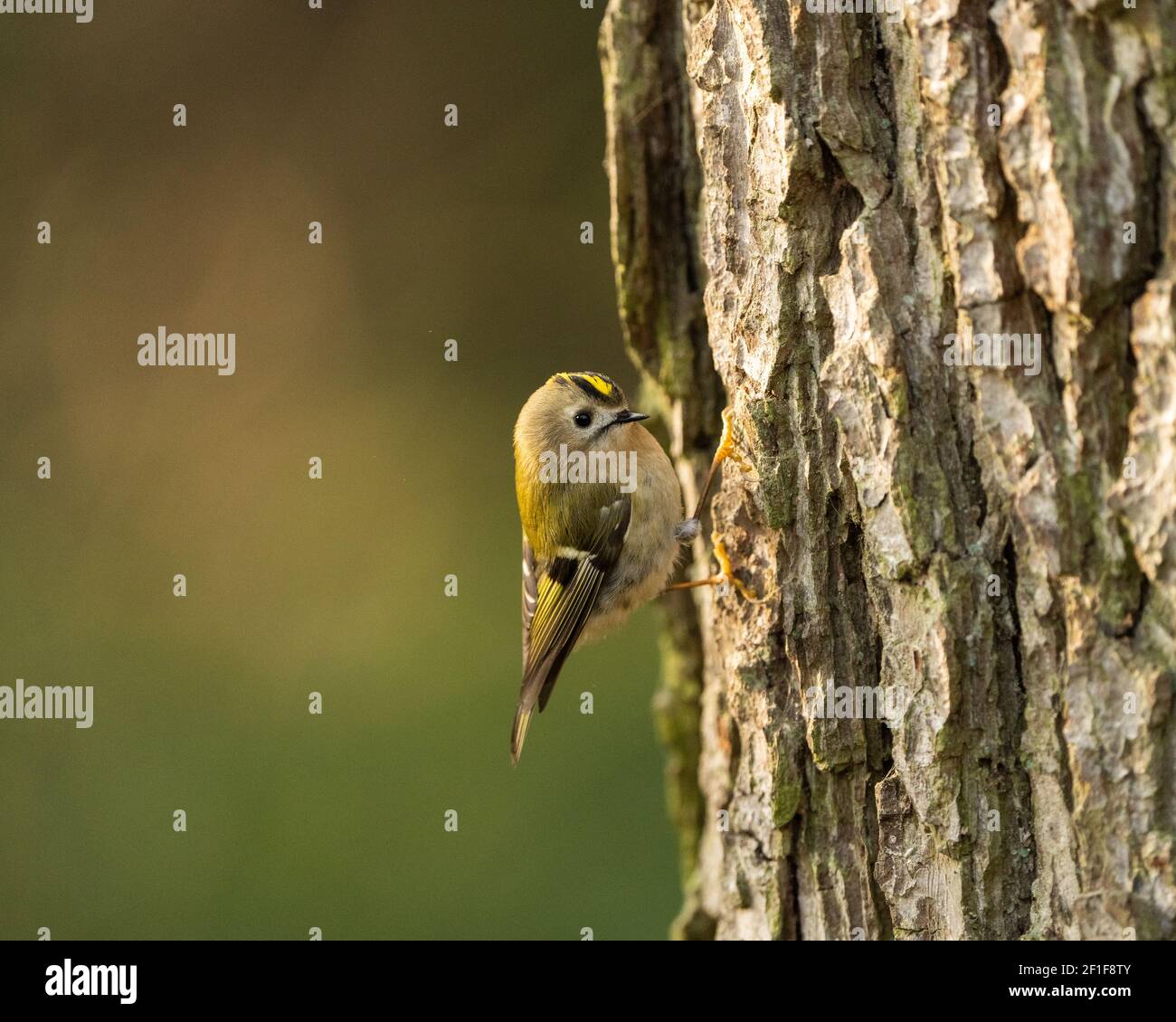 Goldcrest on a tree Stock Photo - Alamy