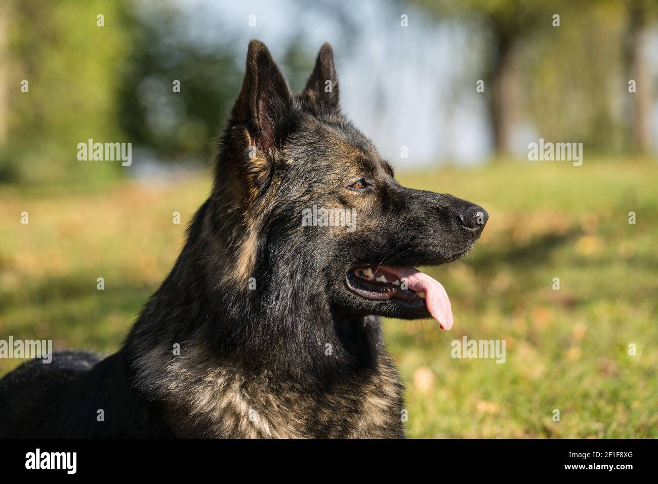Masha portrait hi-res stock photography and images - Alamy