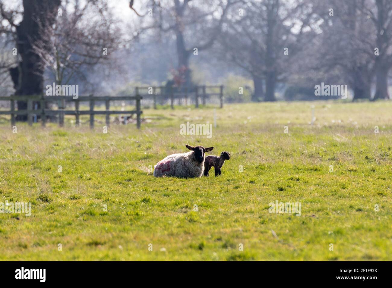 Baby spring lamb following after its mother in a Suffolk farm field ...