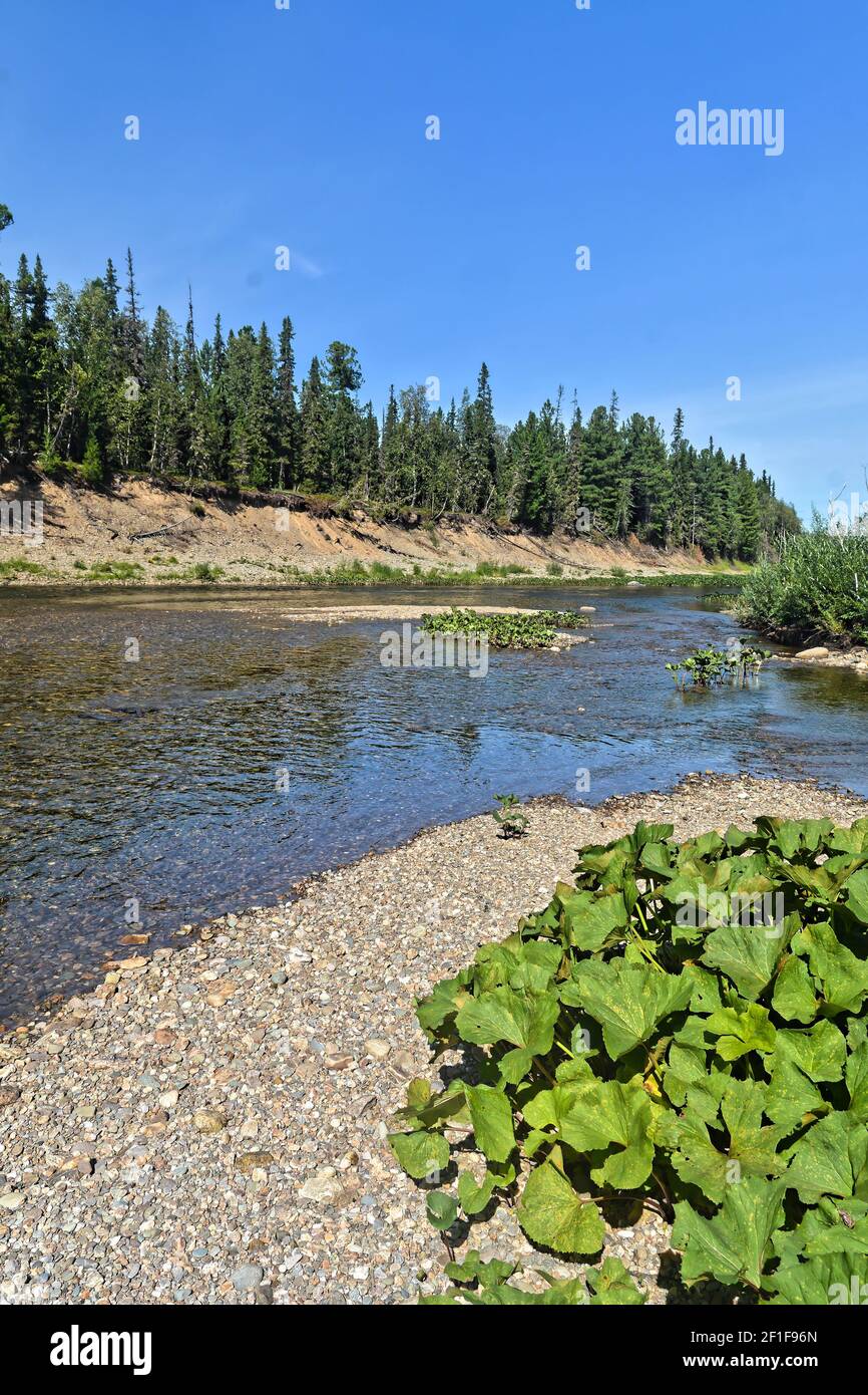 Summer in the Northern Urals. National Park "Yugyd Va", Virgin Komi ...