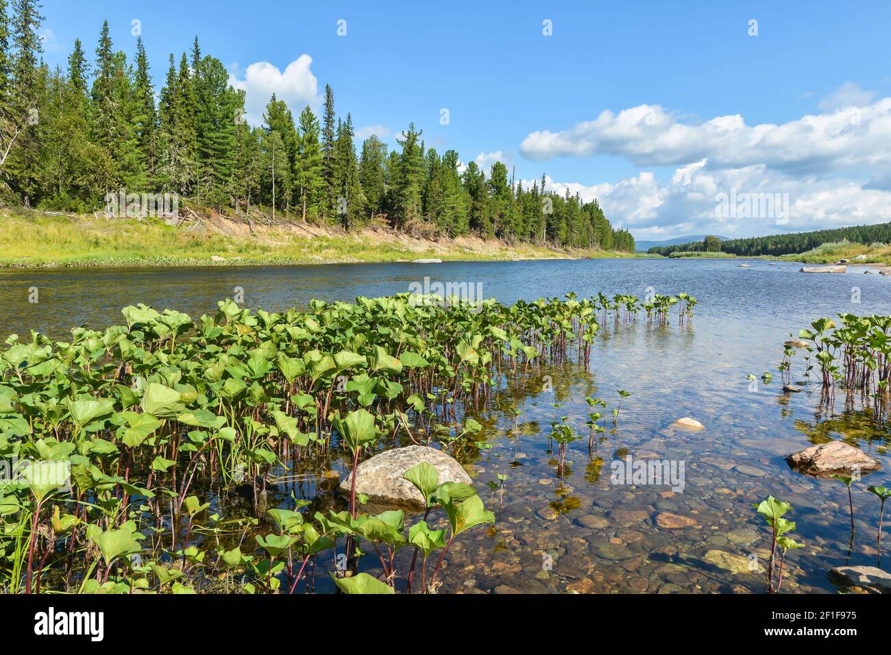 Summer in the Northern Urals. National Park "Yugyd Va", Virgin Komi ...