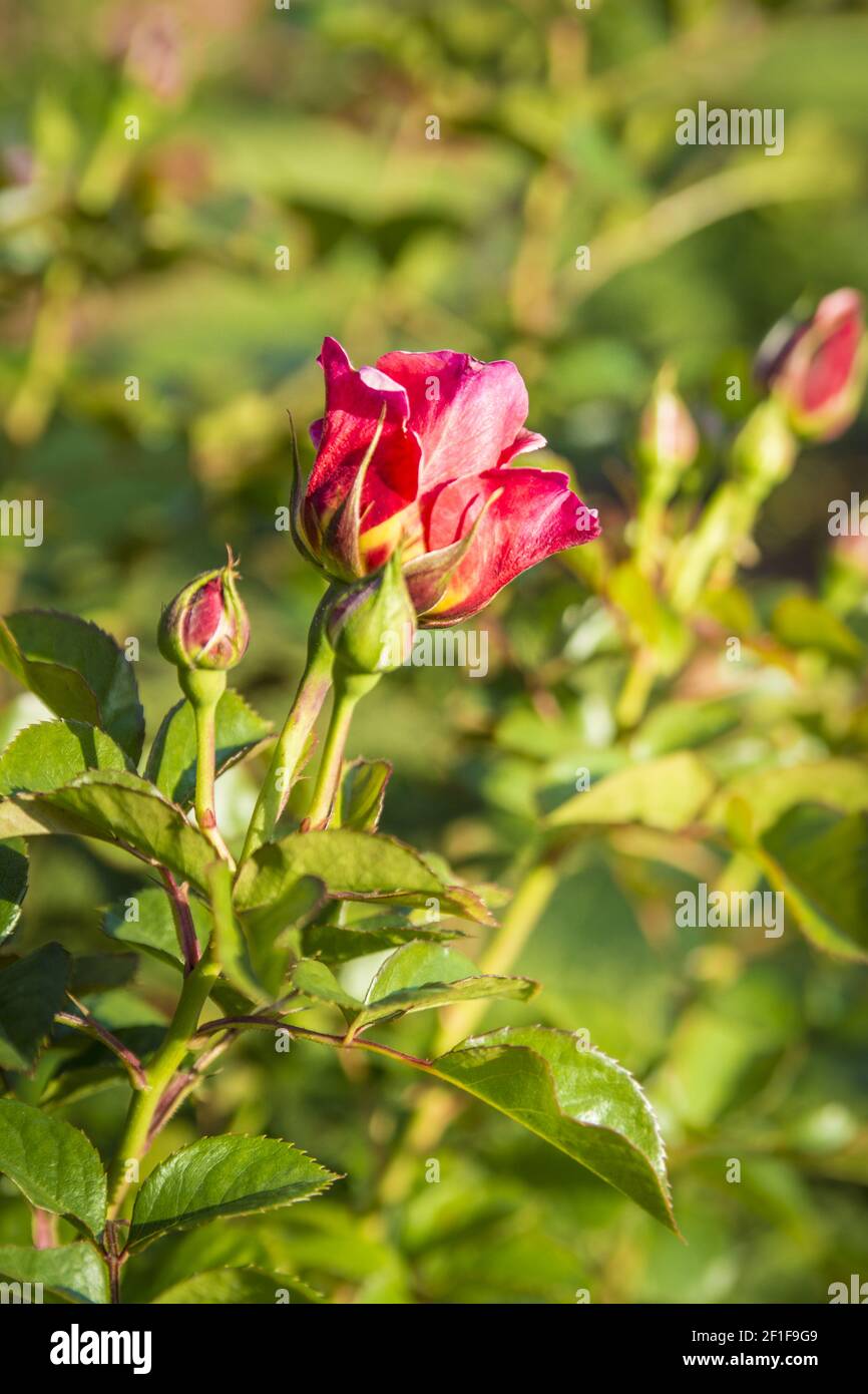 Beautiful spring garden design hi-res stock photography and images - Alamy