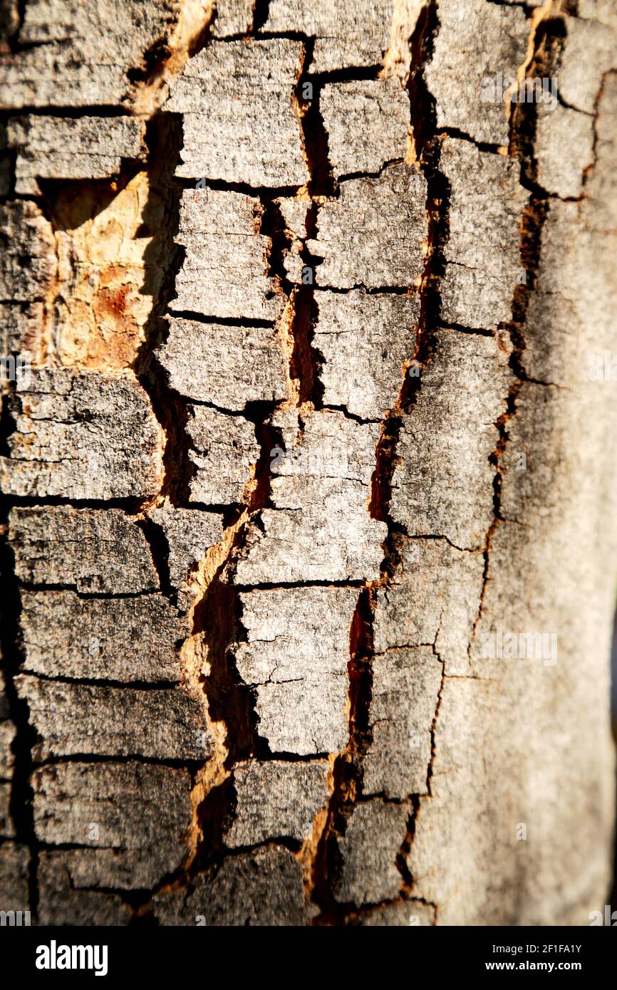 Abstract texture of a surface tree like background Stock Photo - Alamy