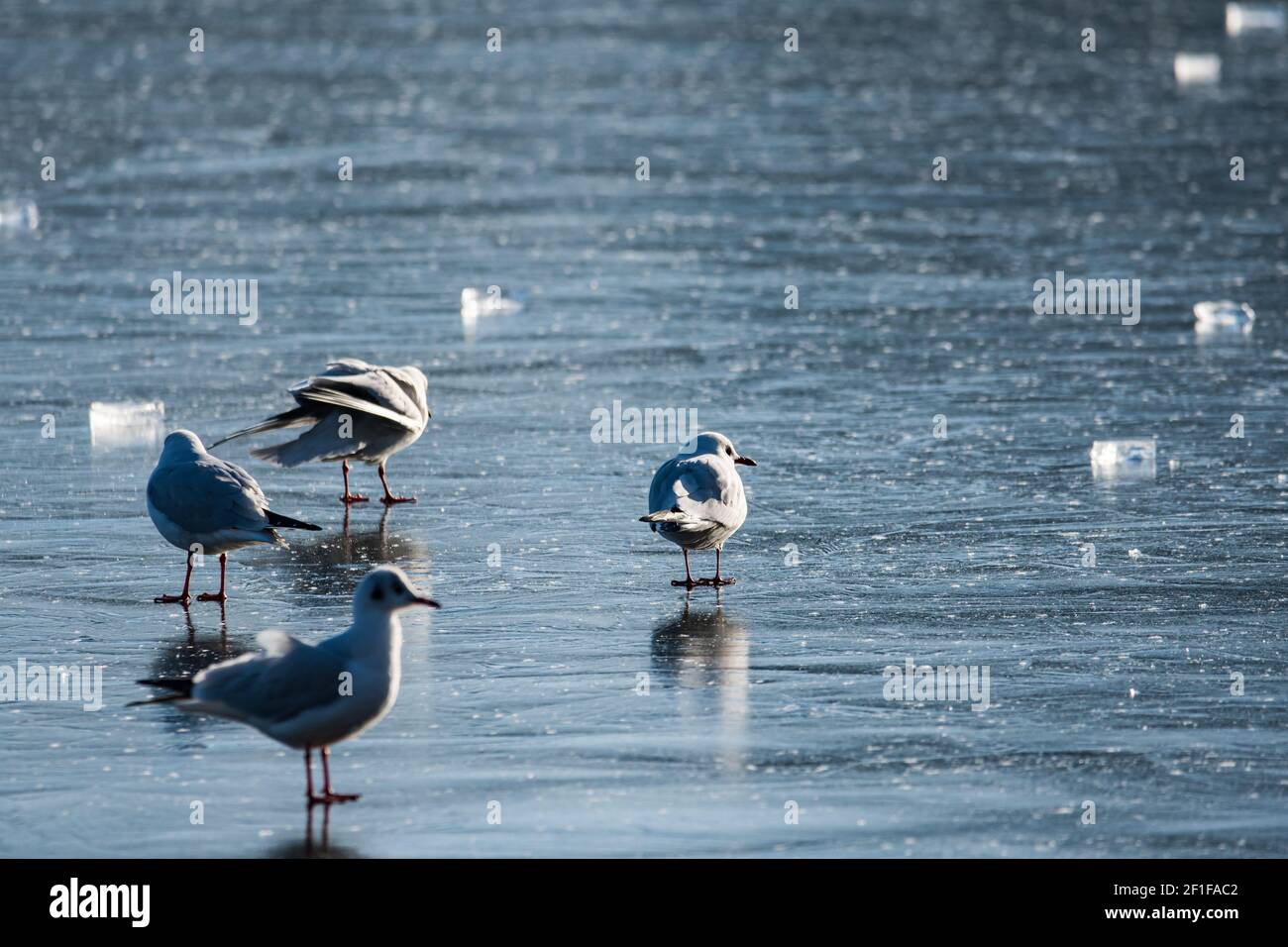 Beautiful seagulls walking on the frozen lake Stock Photo - Alamy
